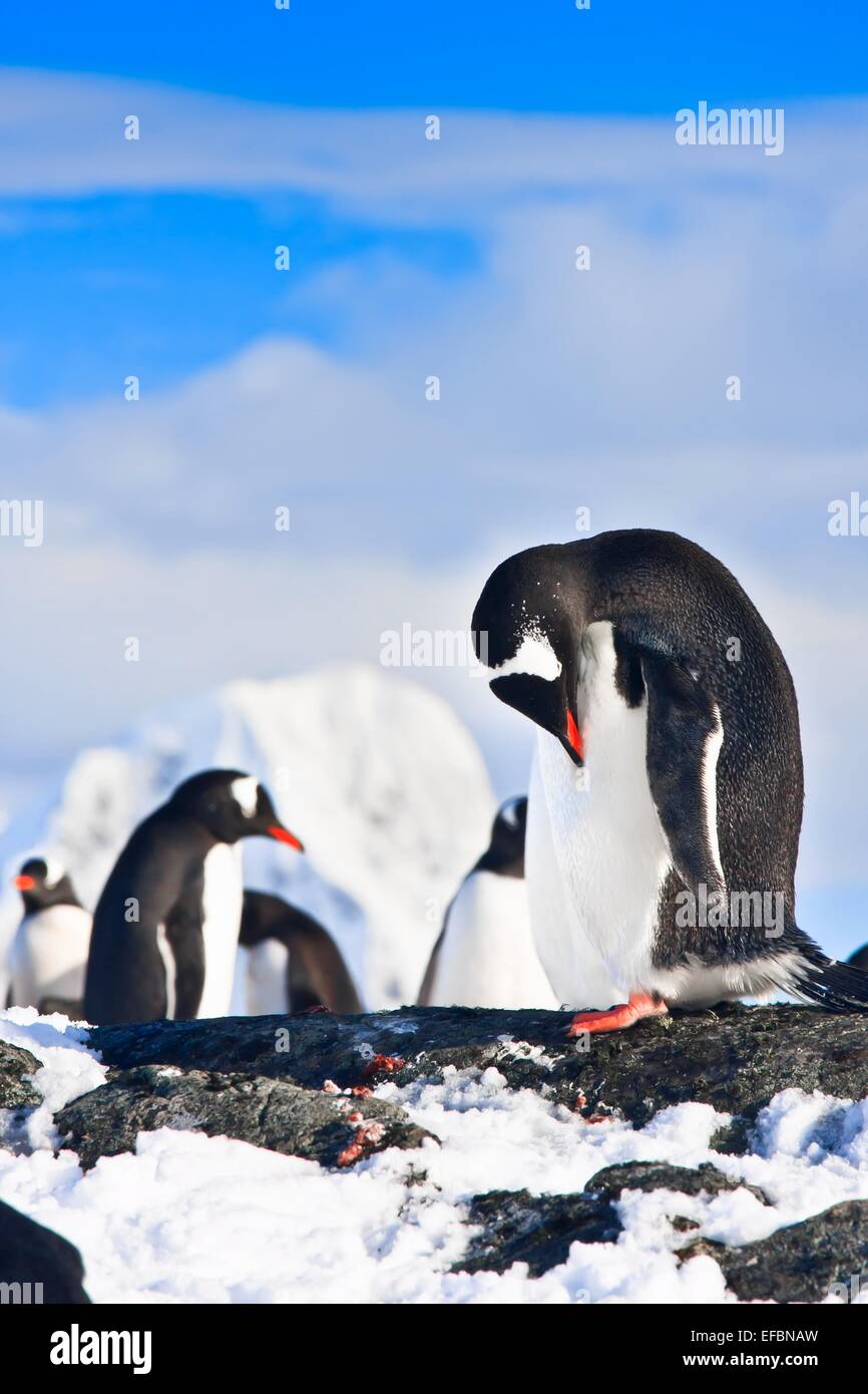 penguins on a rock Stock Photo - Alamy