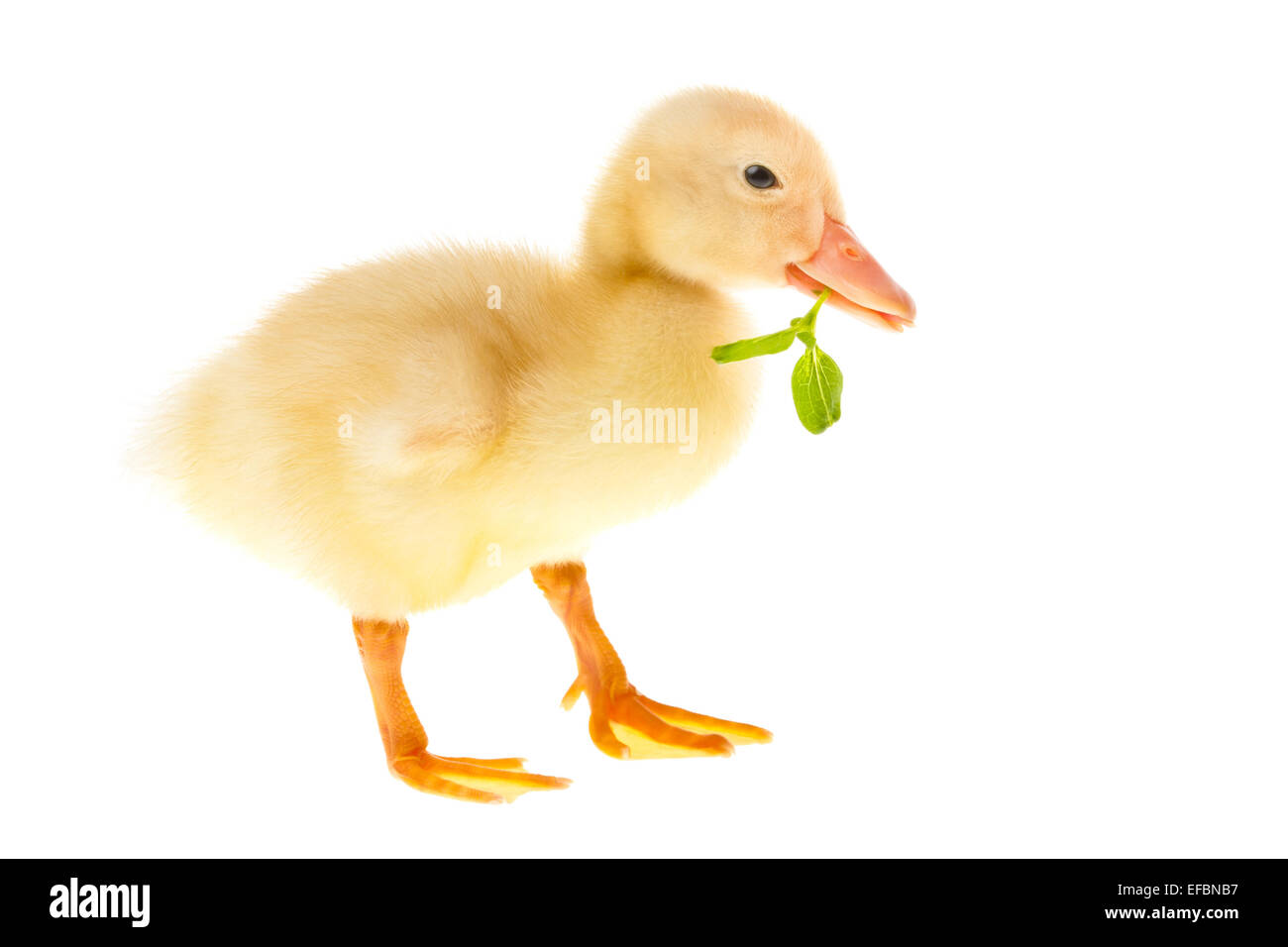 Little yellow duckling Stock Photo - Alamy