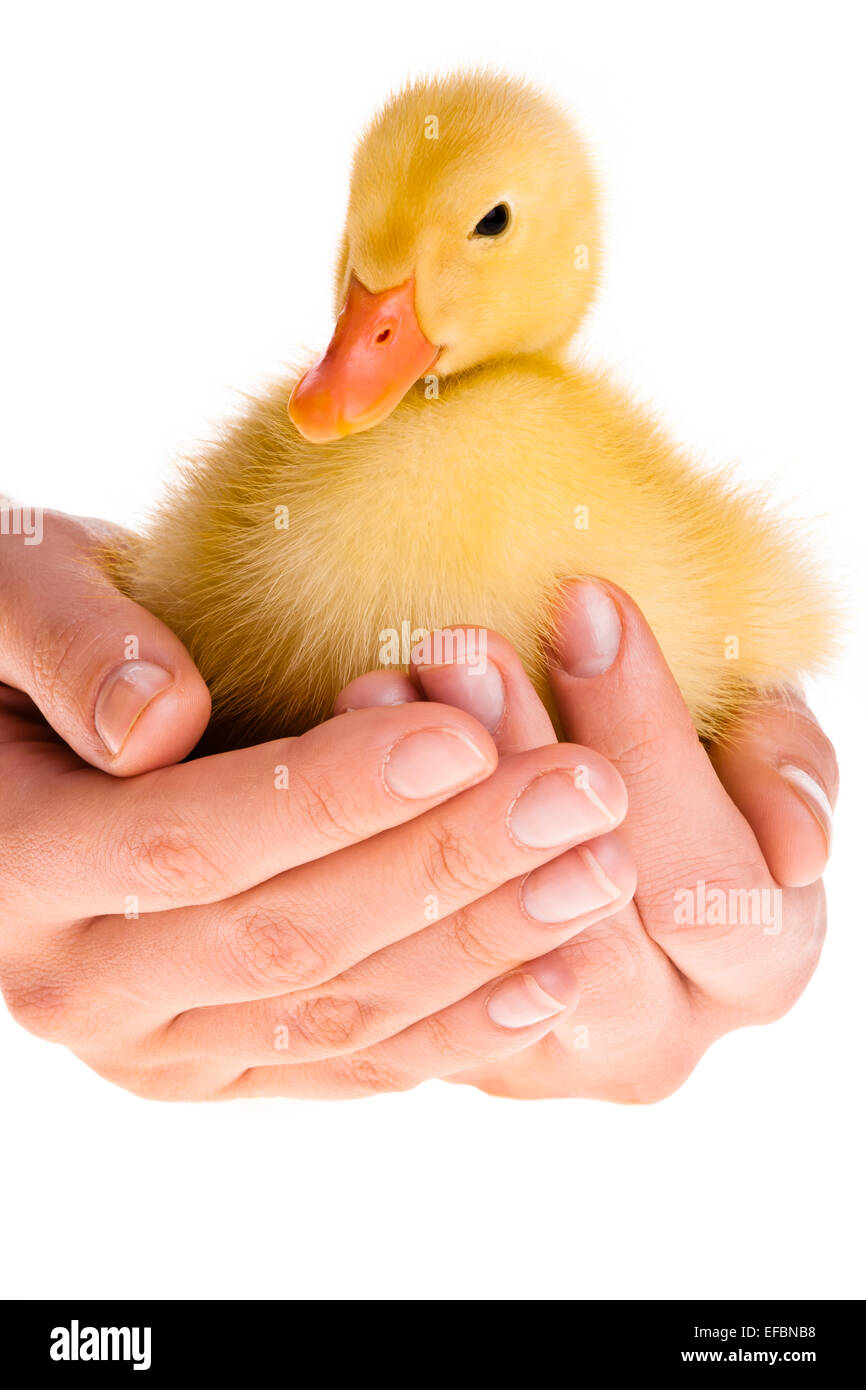 Duckling in human hands Stock Photo - Alamy