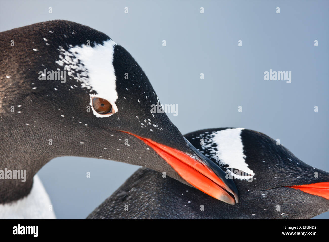 Lovely penguins hi-res stock photography and images - Alamy