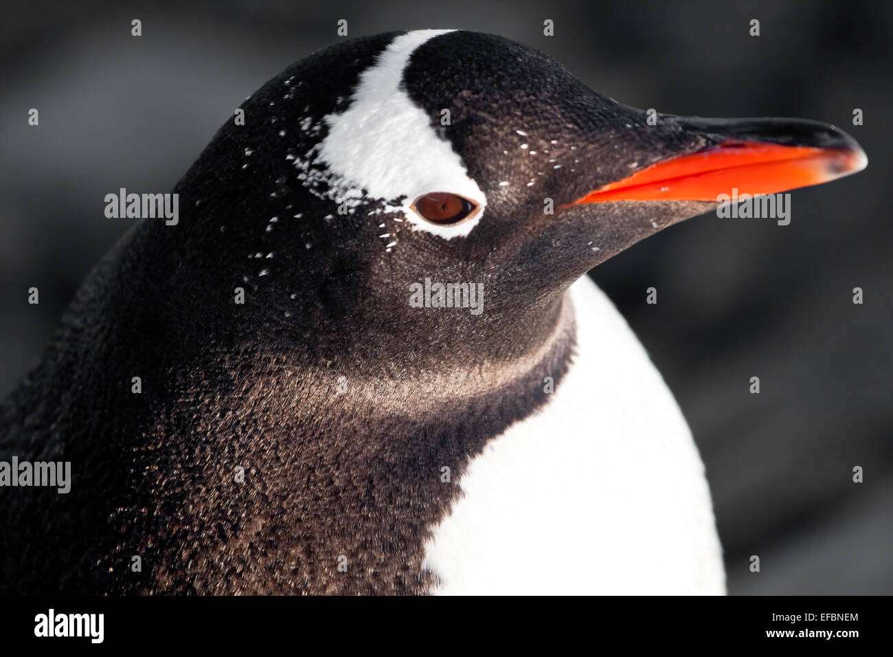 black and white penguin Stock Photo - Alamy