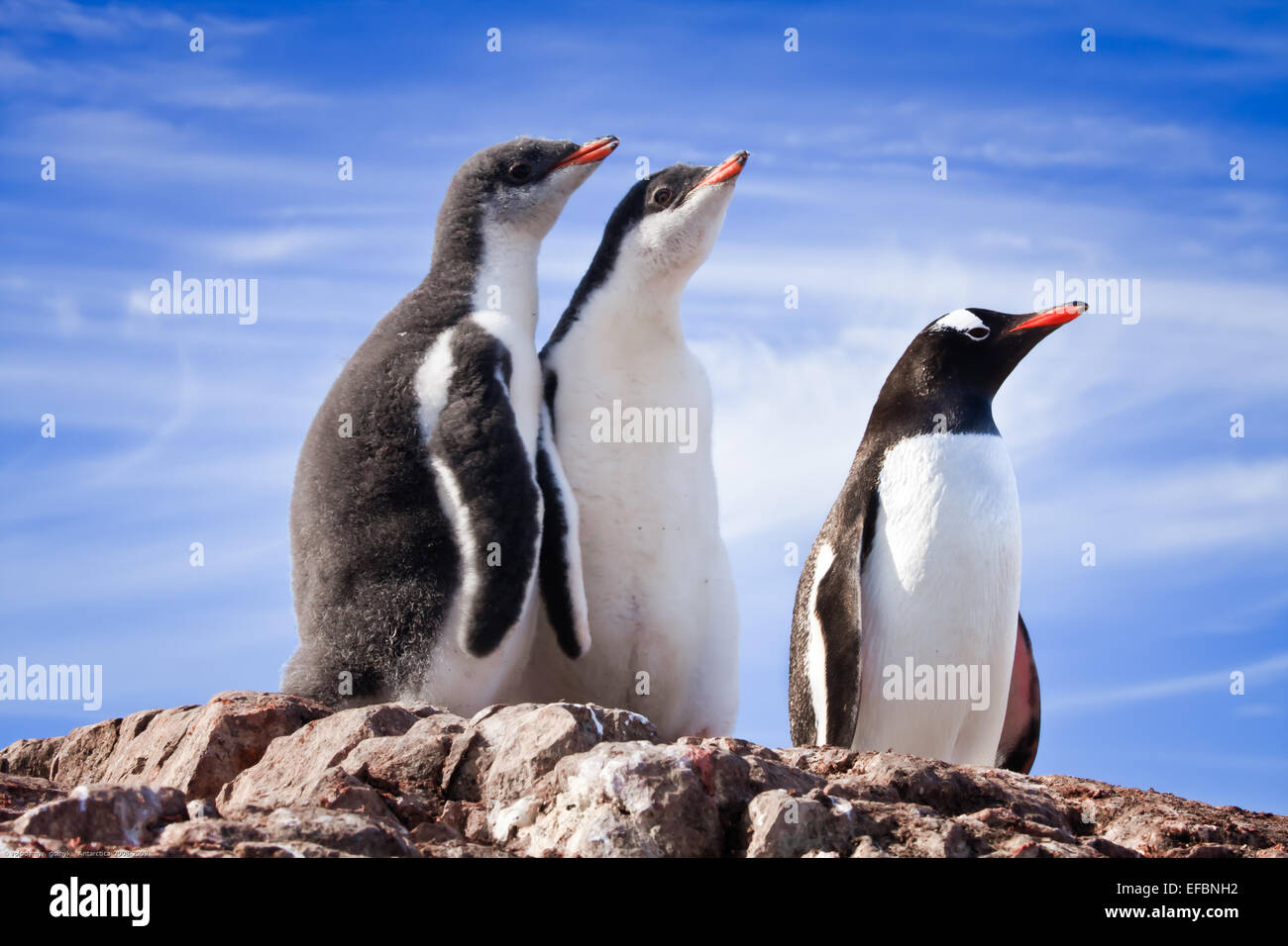 penguins in Antarctica Stock Photo - Alamy