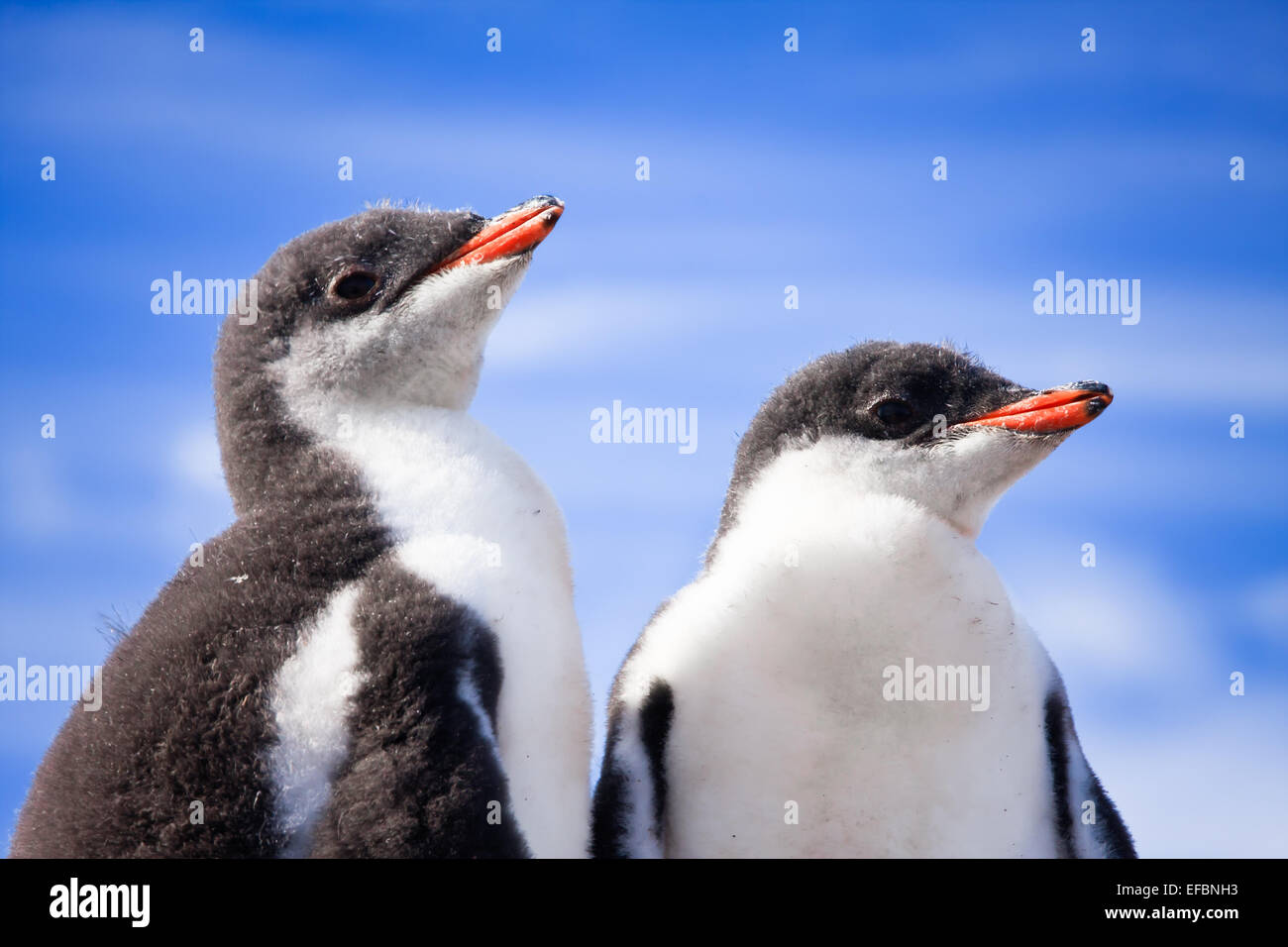 Antarctic animals in their environment hi-res stock photography and ...