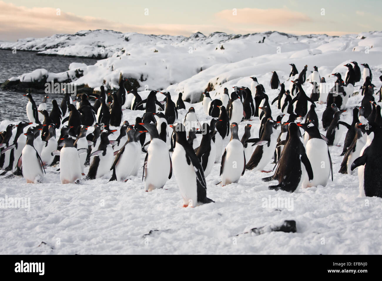 a large group of penguins Stock Photo - Alamy