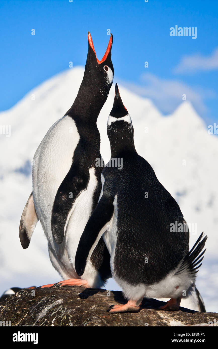 Screaming penguin hi-res stock photography and images - Alamy