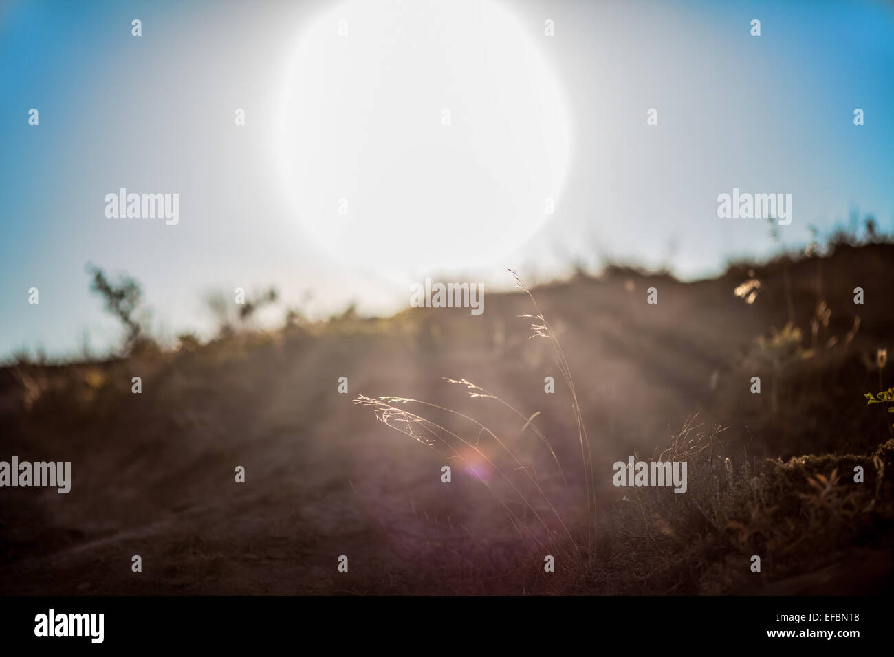 Field at sunset Stock Photo - Alamy