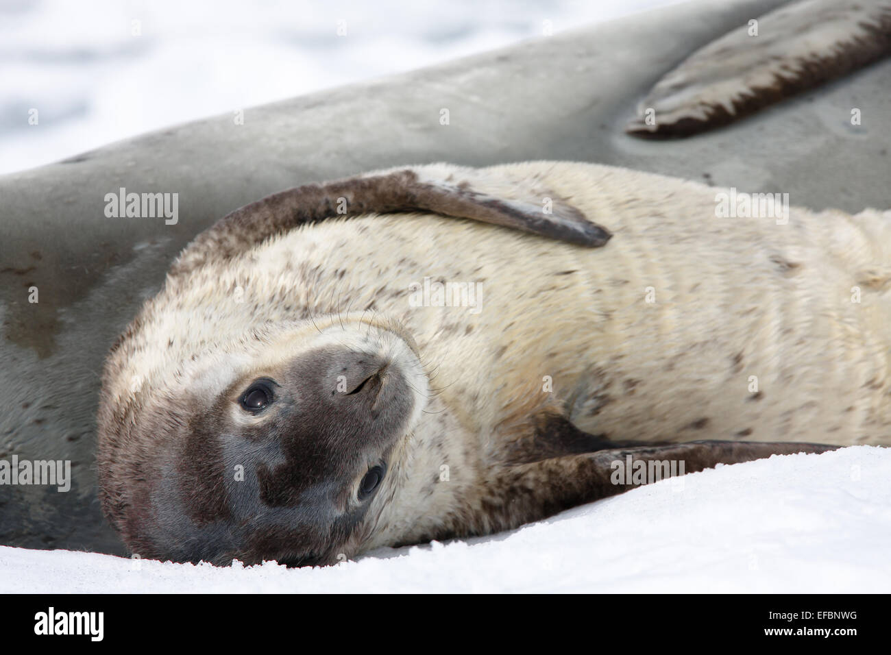 Seal skin close up hi-res stock photography and images - Alamy