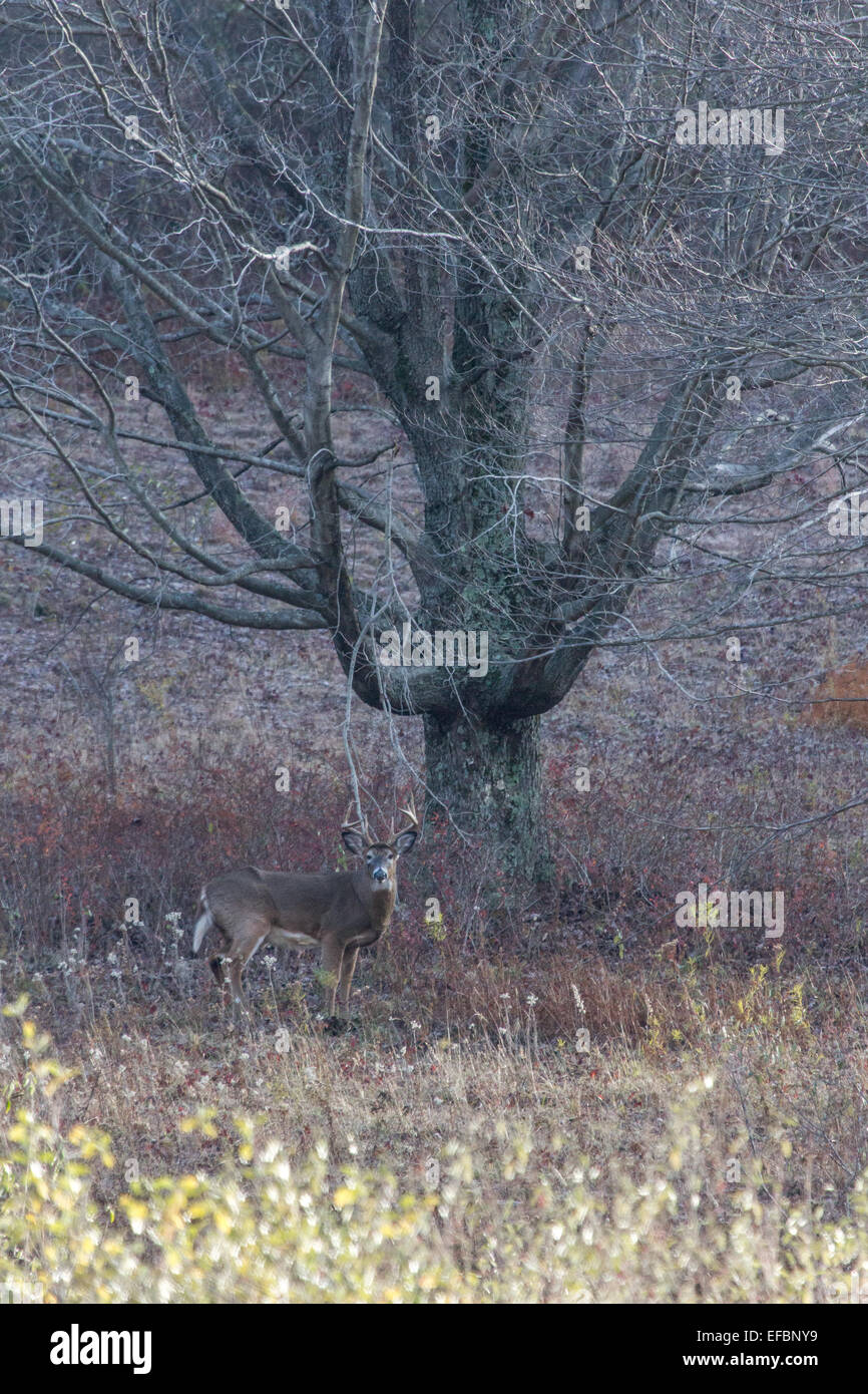 A White-tailed buck stands near a maple tree in the autumn Stock Photo ...