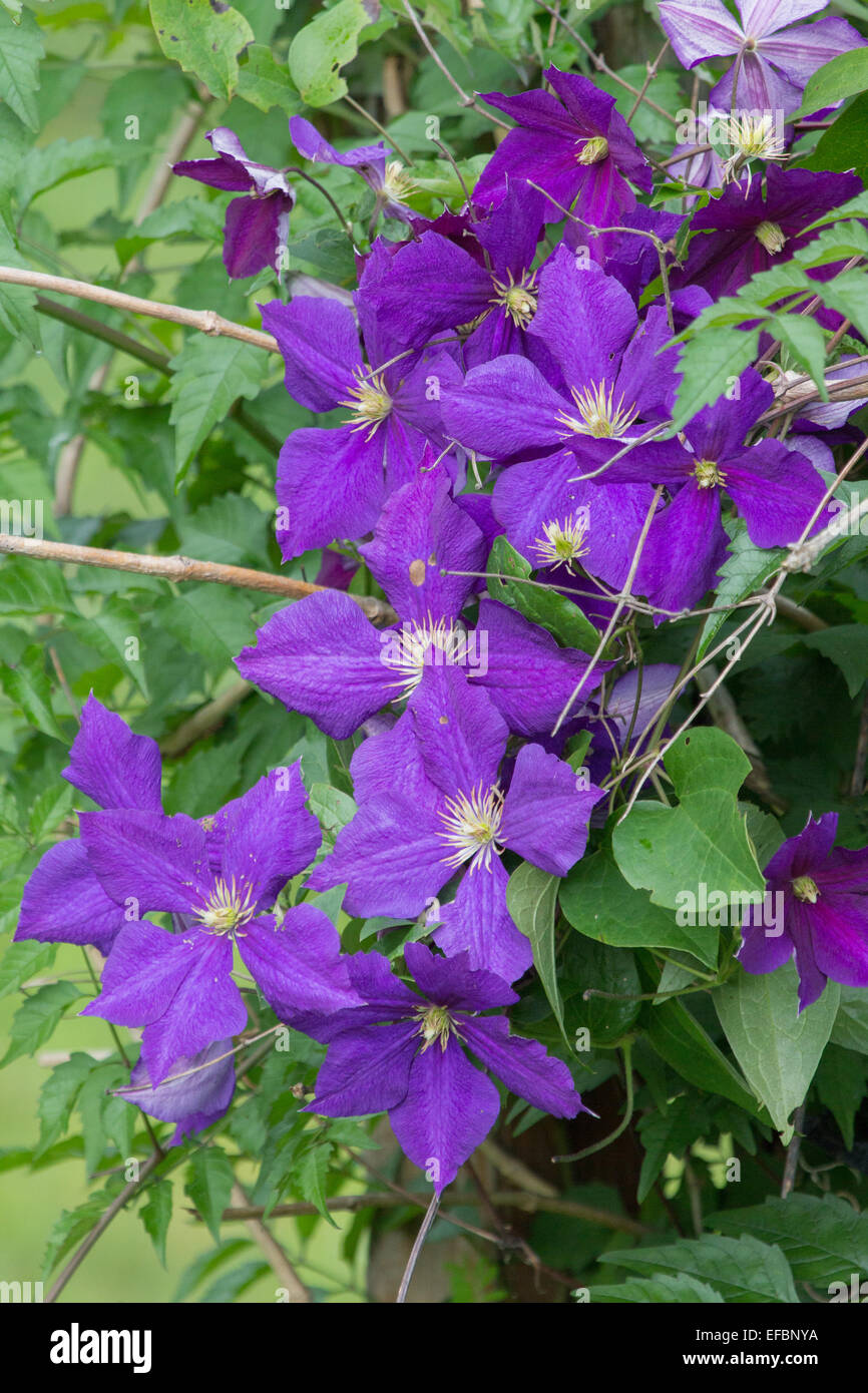 Purple clematis clematis hi-res stock photography and images - Alamy
