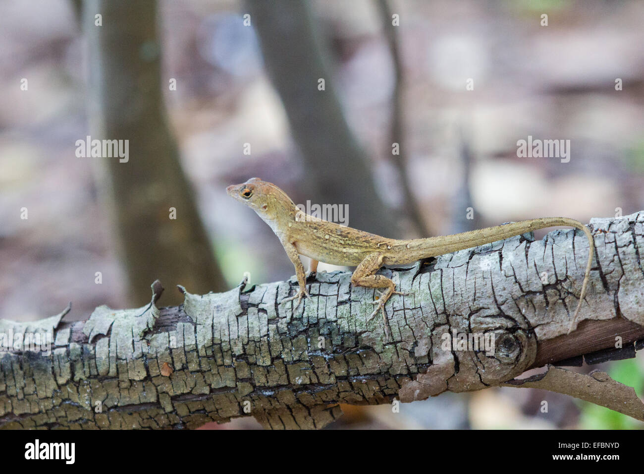 Gecko on a branch hi-res stock photography and images - Alamy