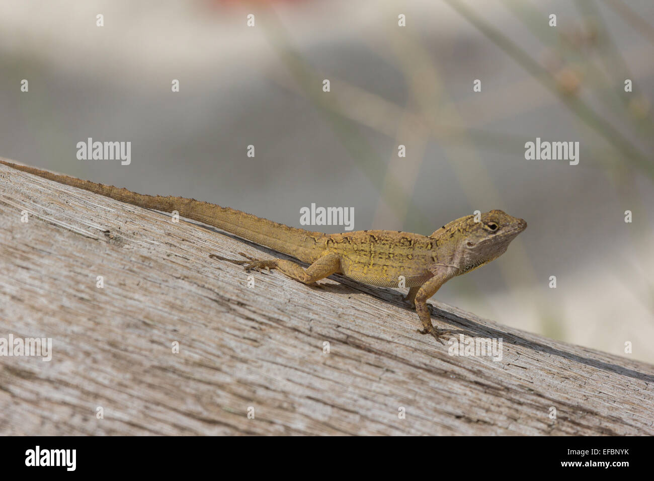 A Gecko on a log in Orlando, Florida Stock Photo - Alamy