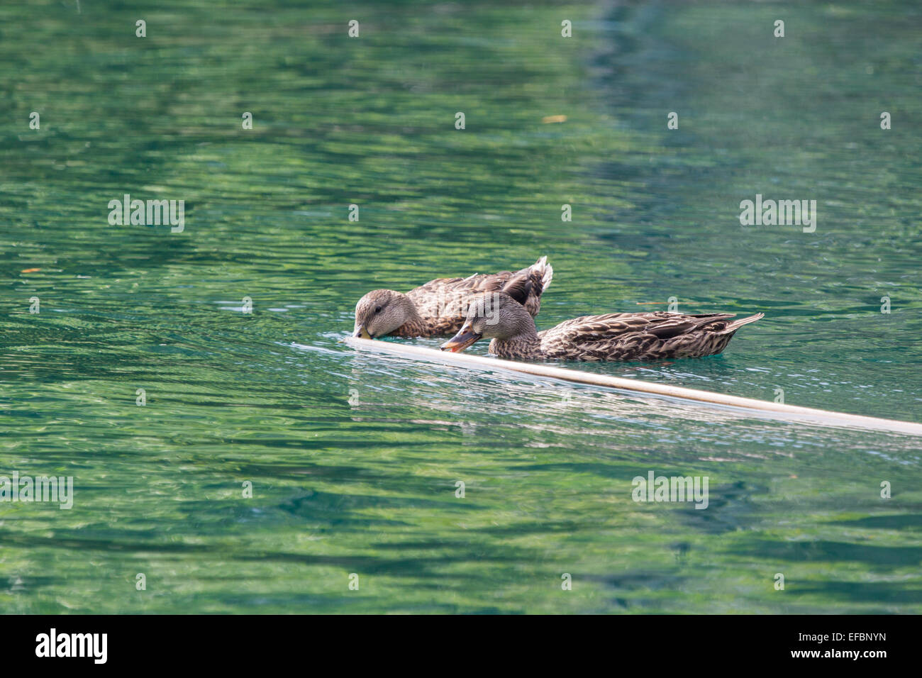Two Mallard hens swimming on a lake Stock Photo - Alamy