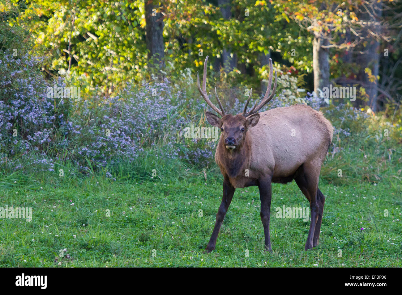 Bull elk feeding hi-res stock photography and images - Alamy
