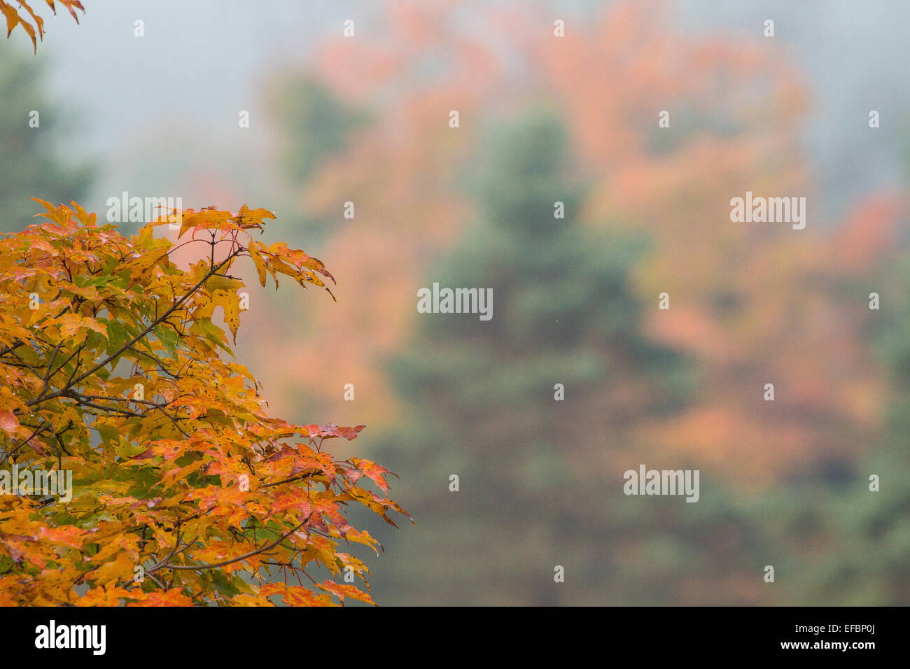 Colorful maple tree hi-res stock photography and images - Alamy