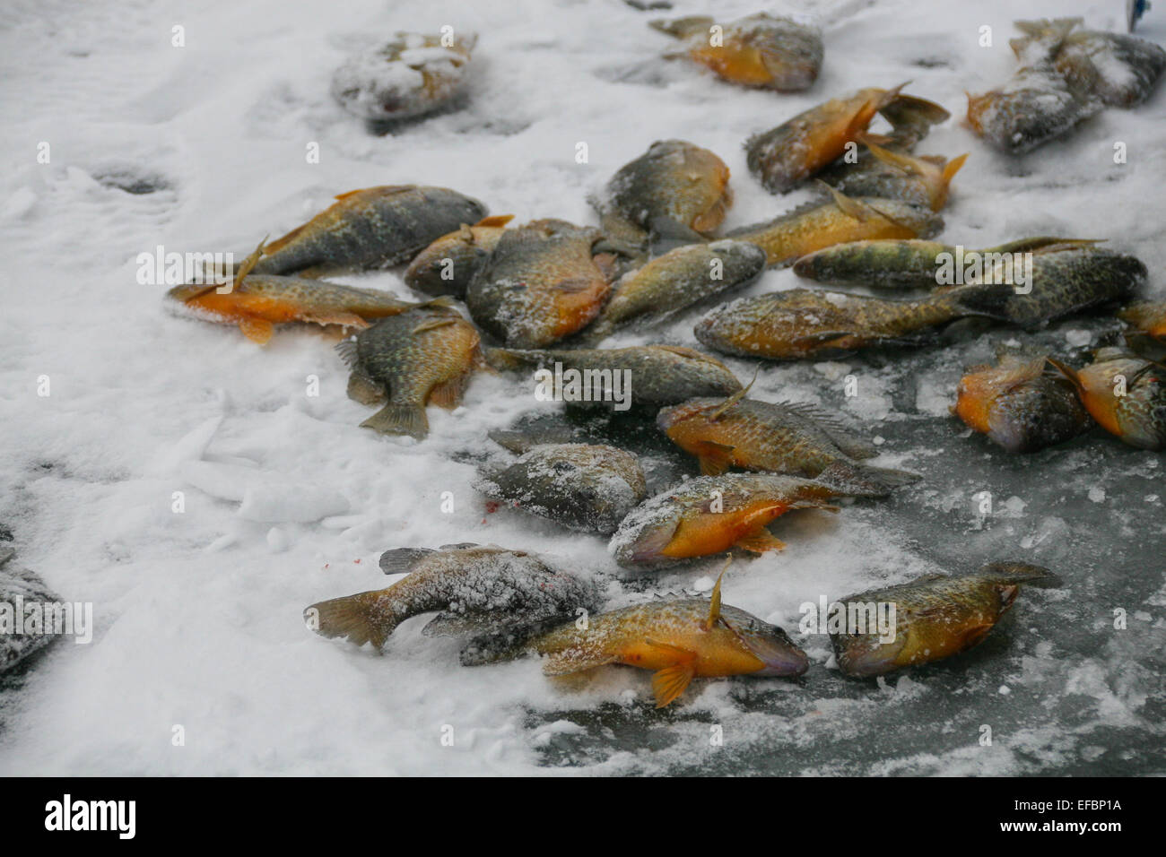 Panfish hi-res stock photography and images - Alamy