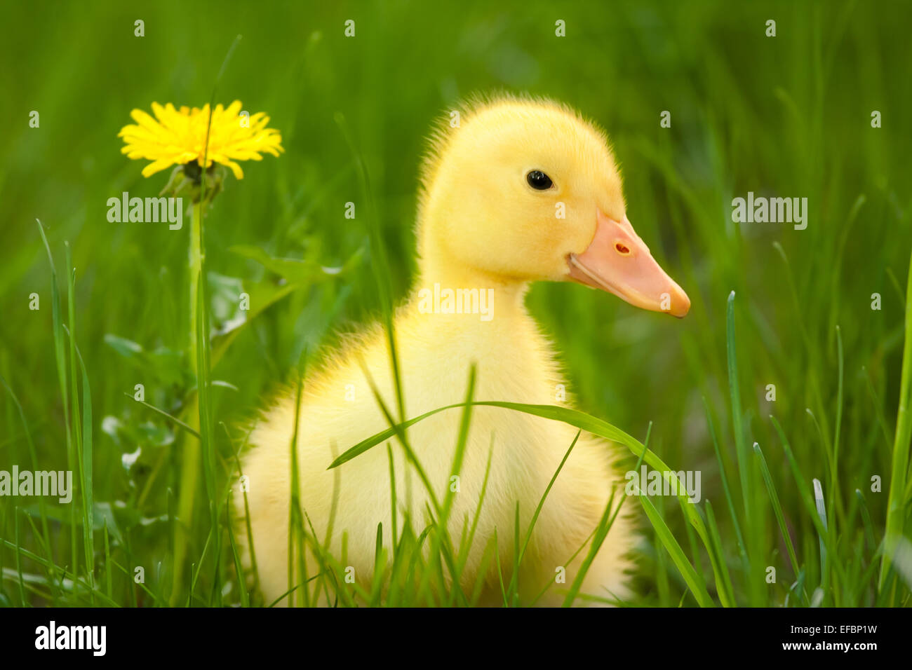 Little yellow duckling Stock Photo - Alamy