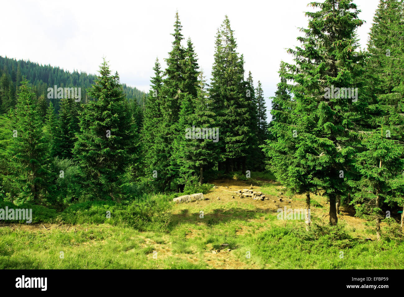 Beautiful glade hi-res stock photography and images - Alamy