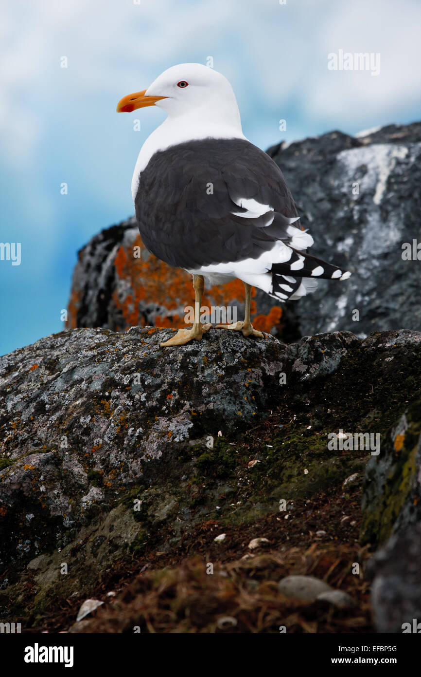 A bird on a rocks Stock Photo - Alamy