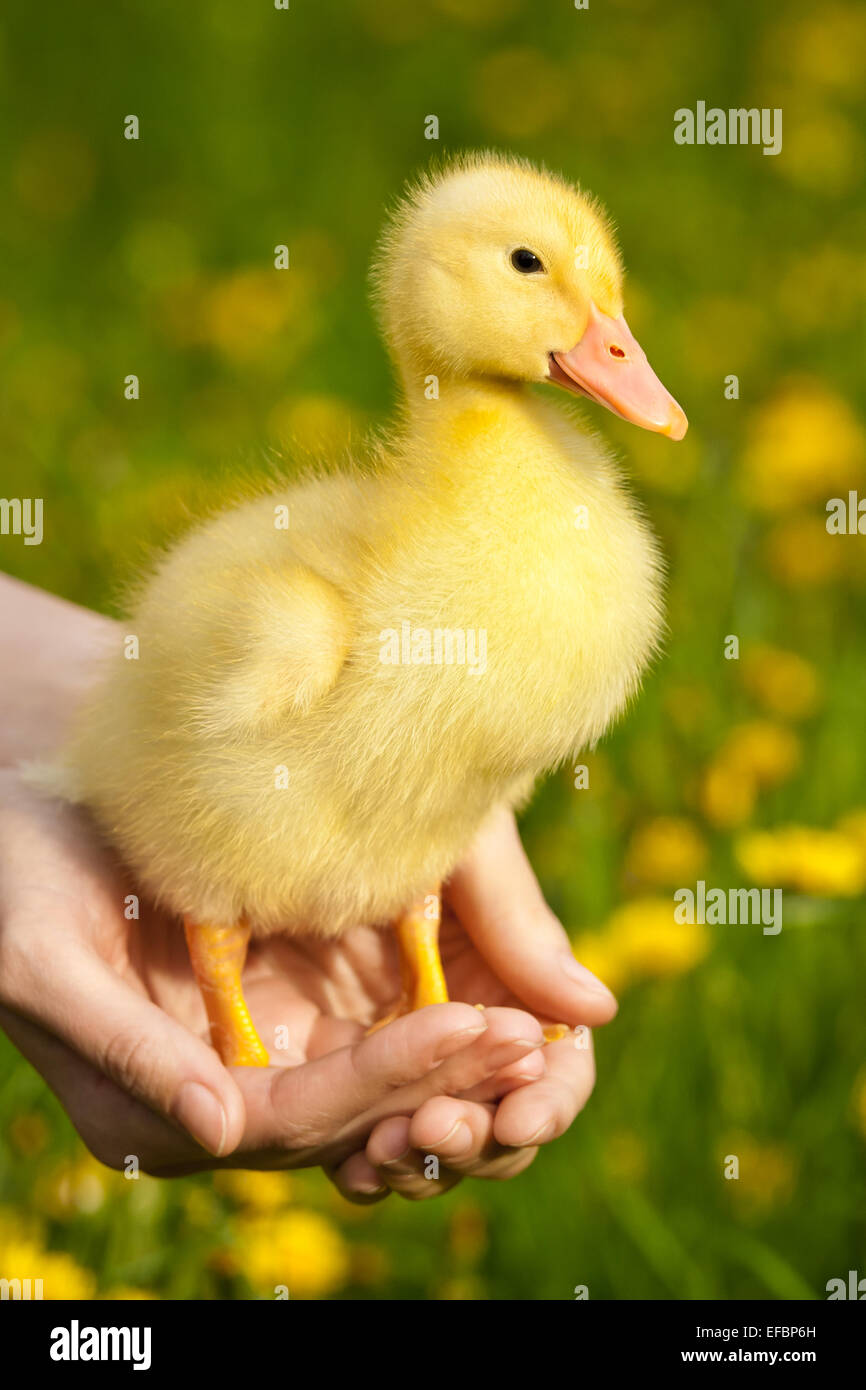 Little yellow duckling Stock Photo - Alamy