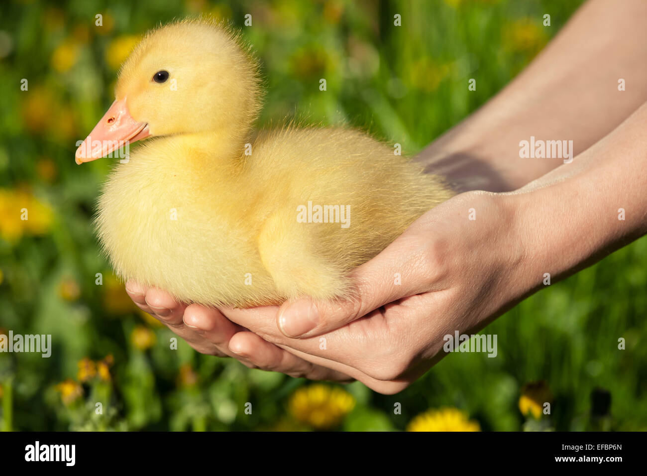 Little yellow duckling Stock Photo - Alamy