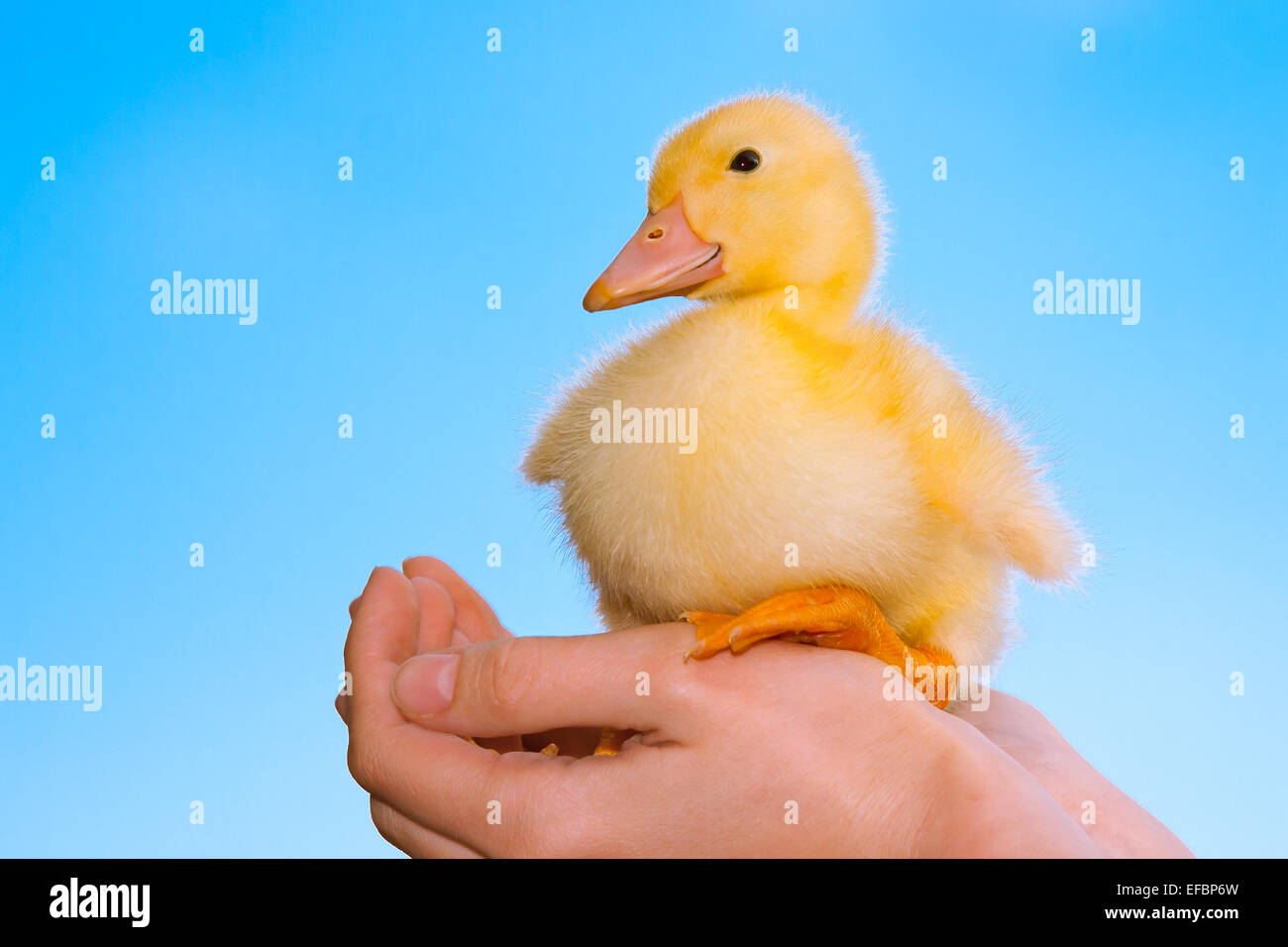 Duck With Human Arms