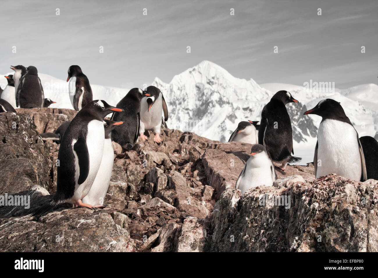 penguins in Antarctica Stock Photo - Alamy