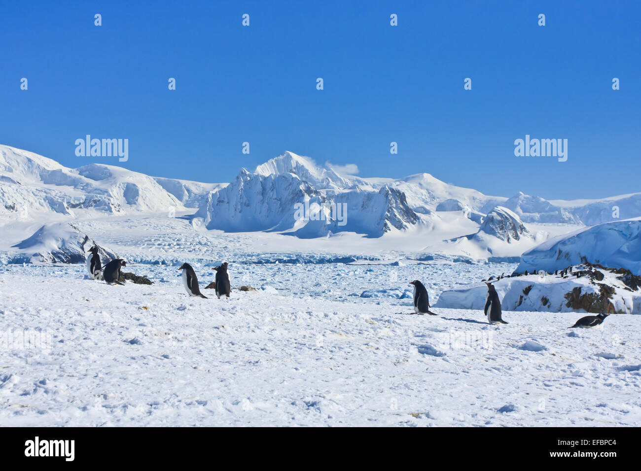 a large group of penguins Stock Photo - Alamy