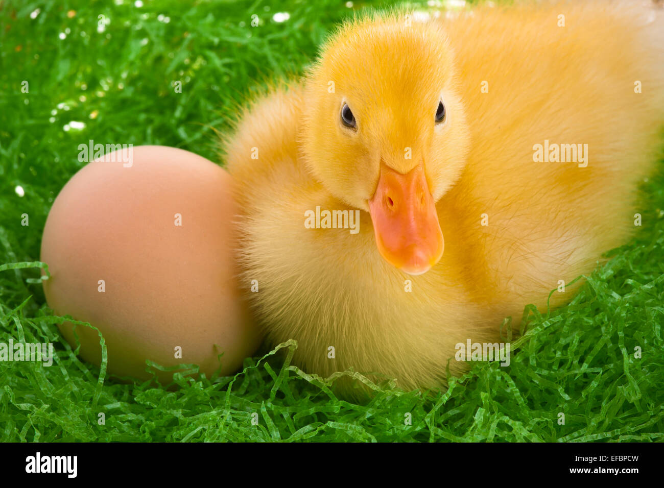 Nice looking duck hi-res stock photography and images - Alamy