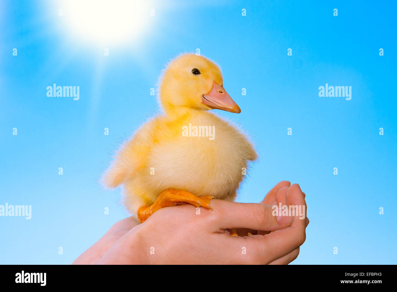 Duckling in human hands Stock Photo - Alamy