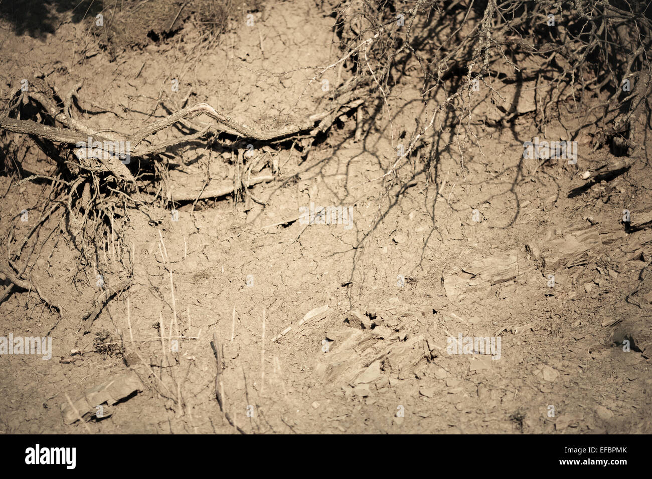 Roots in a soil Stock Photo - Alamy
