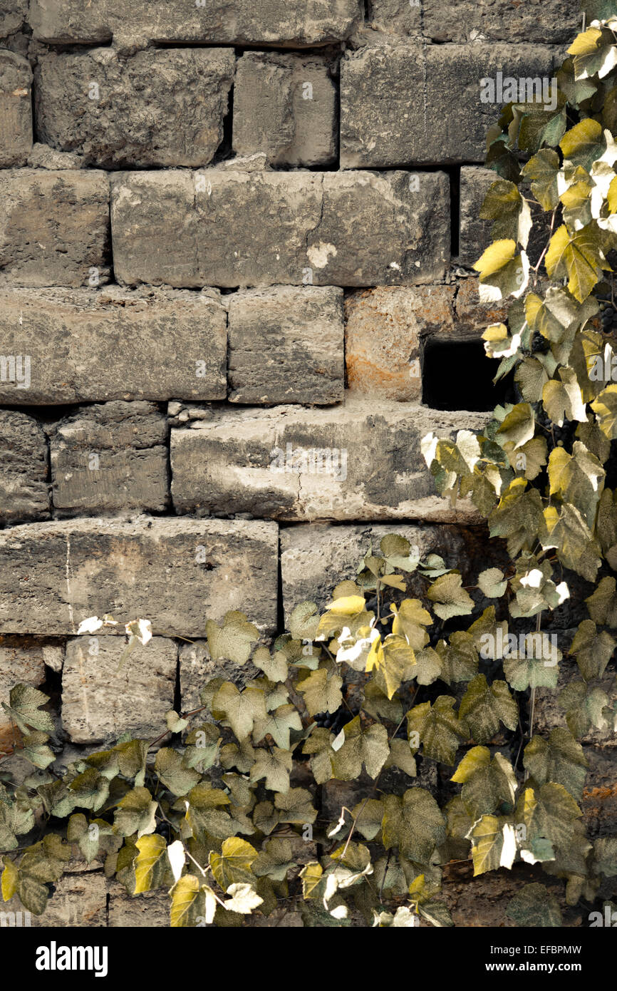 wall with leaves Stock Photo - Alamy