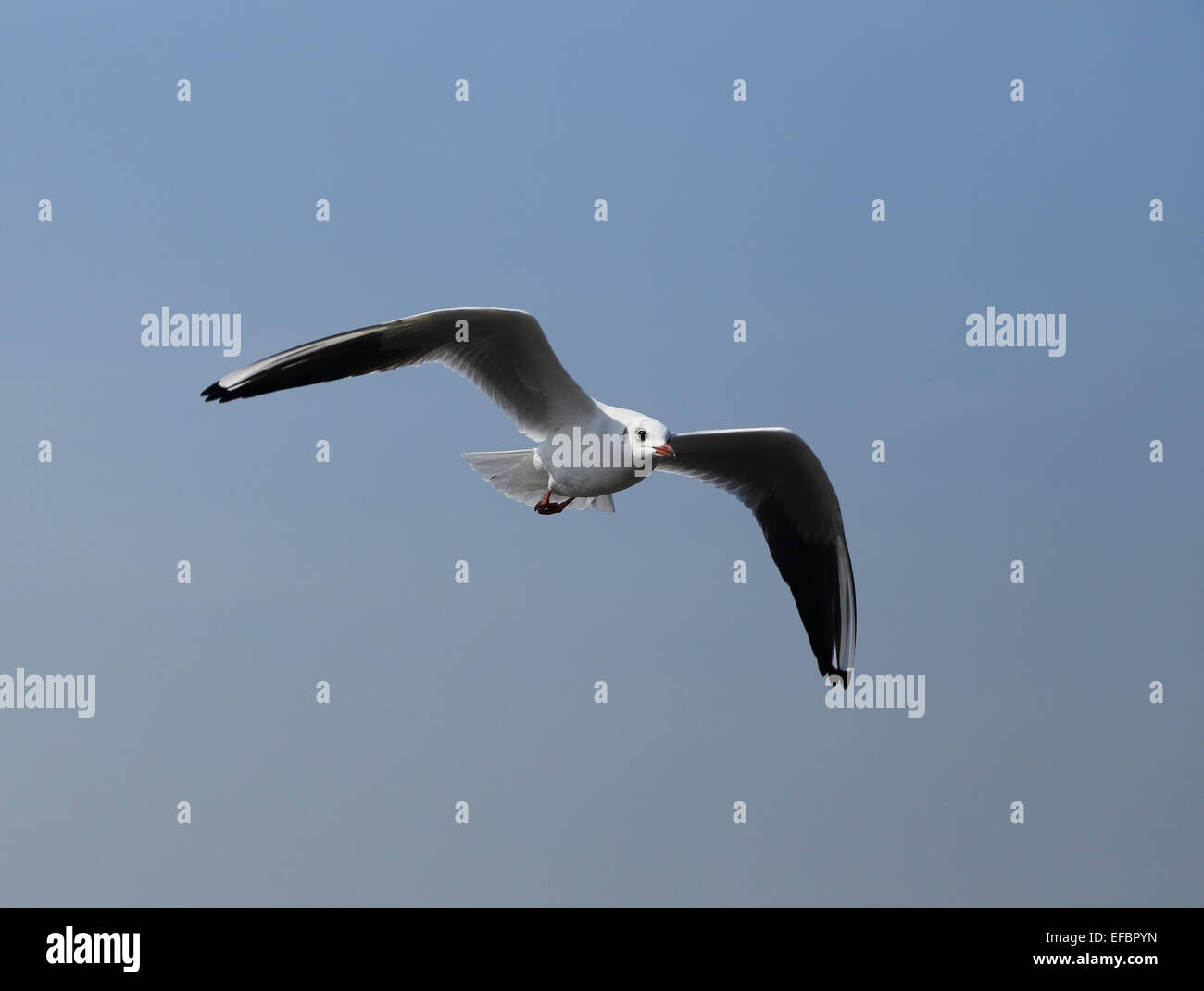 Seagull flying under the sky at Bang Pu beach, Thailand Stock Photo - Alamy