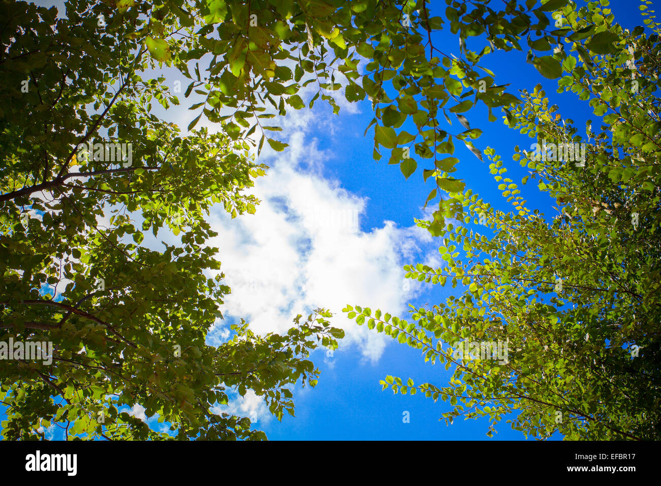 Green leaves and sun Stock Photo - Alamy