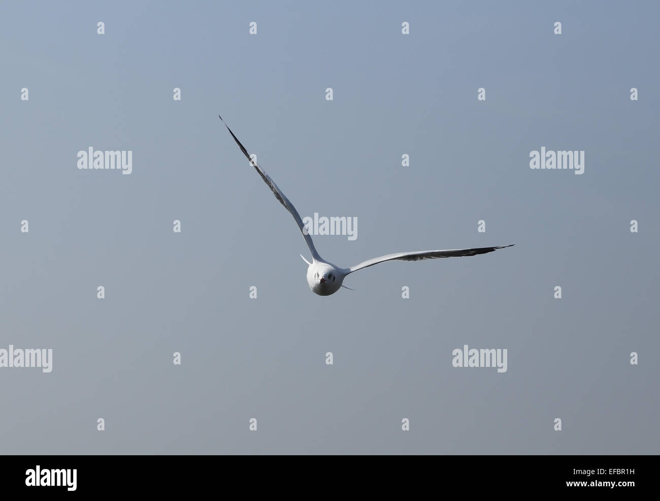 Seagull flying under the sky at Bang Pu beach, Thailand Stock Photo - Alamy