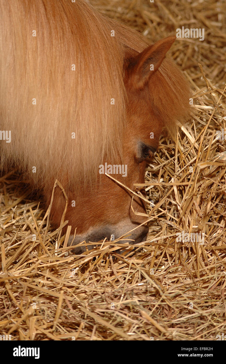 A blond pony eating hay in a barn Stock Photo - Alamy