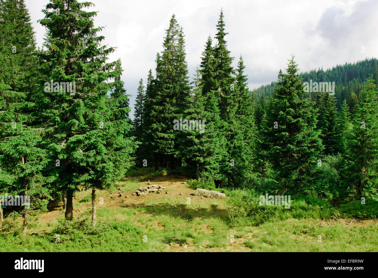 Beautiful glade hi-res stock photography and images - Alamy