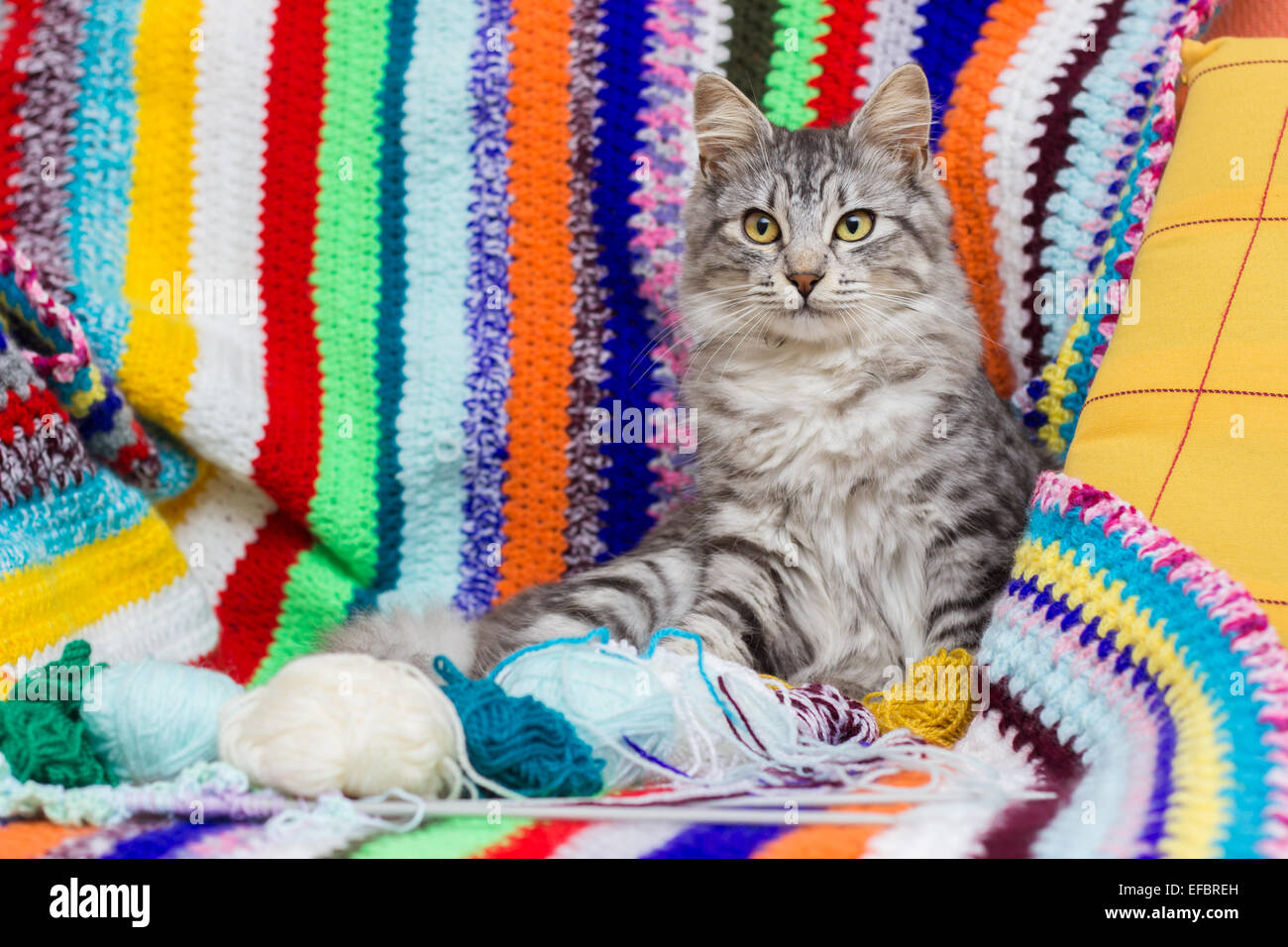 Cat Yarn Background