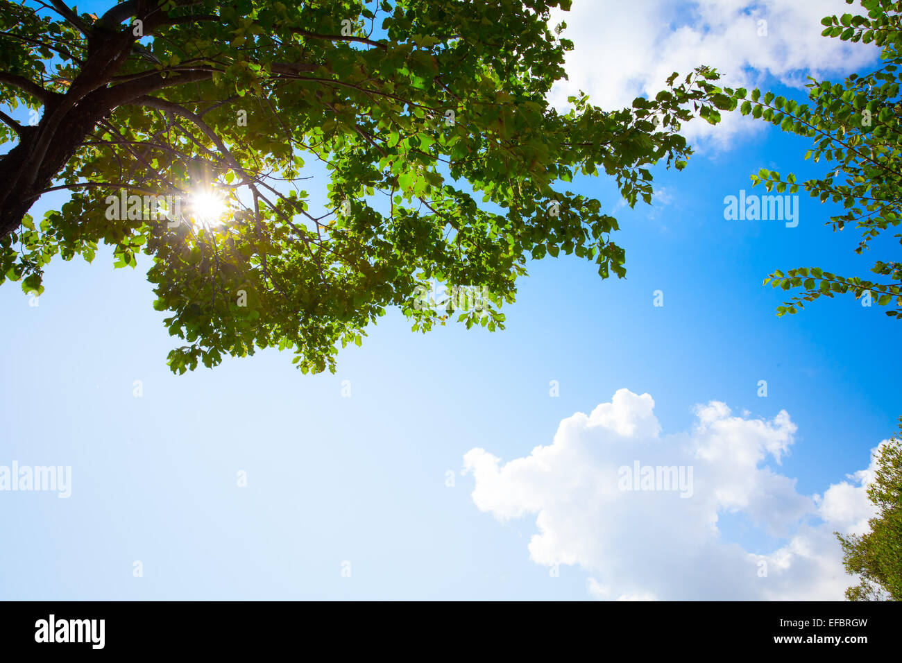 Green leaves and sun Stock Photo - Alamy
