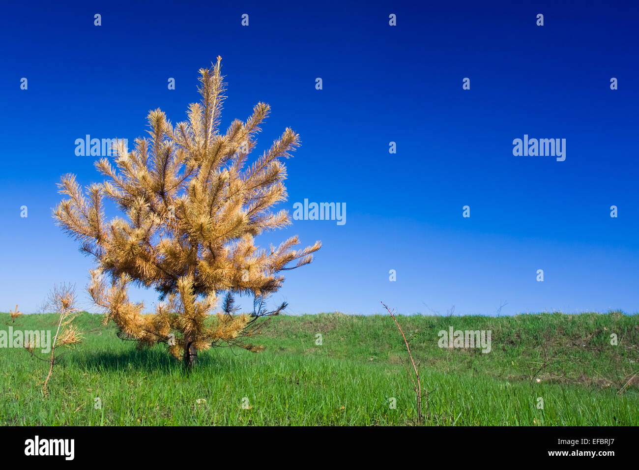 Single spruce tree Stock Photo - Alamy