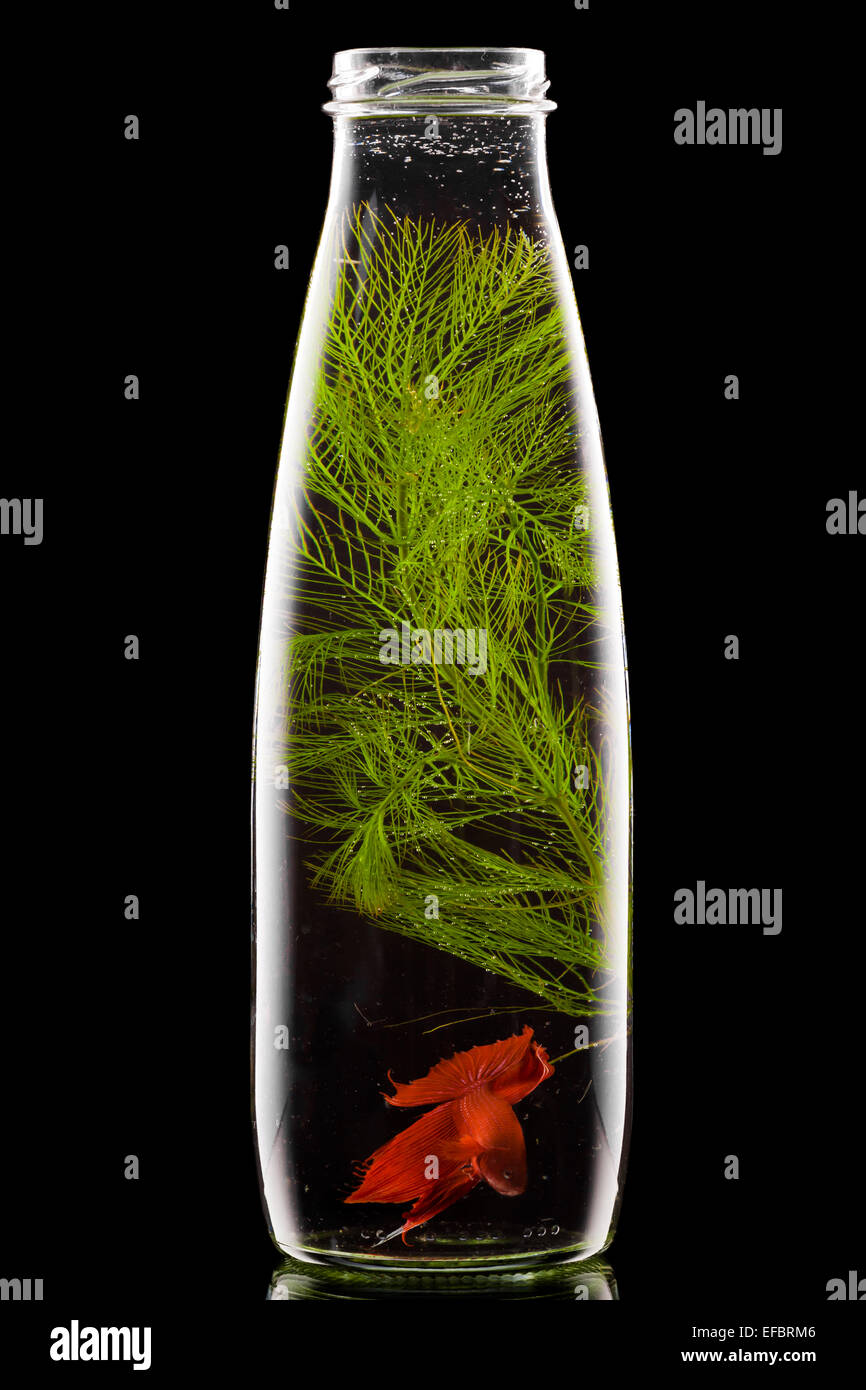 Animal bottle hi-res stock photography and images - Alamy