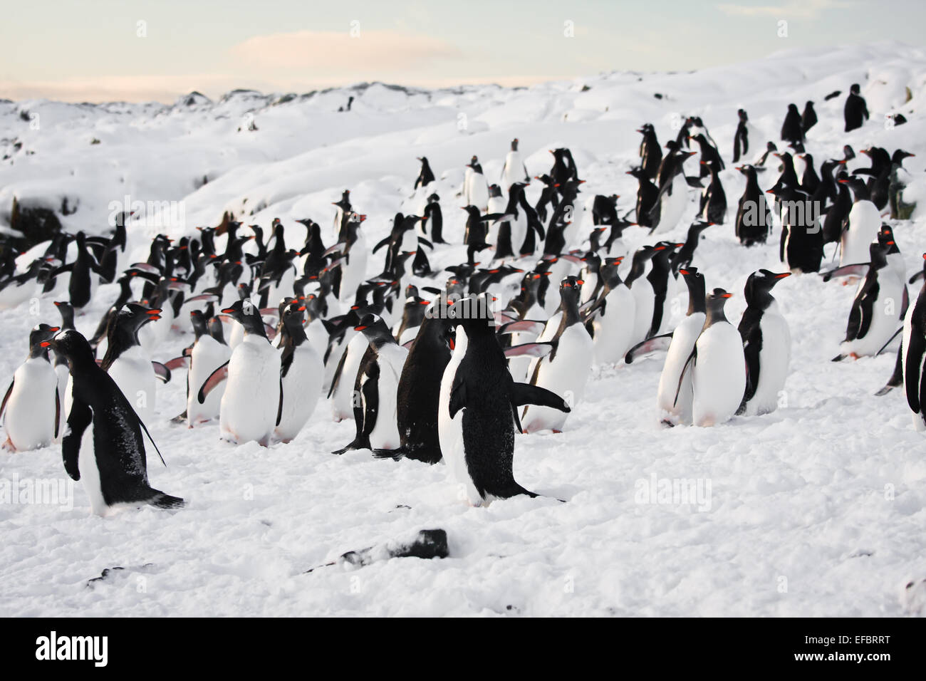 large group of penguins Stock Photo - Alamy