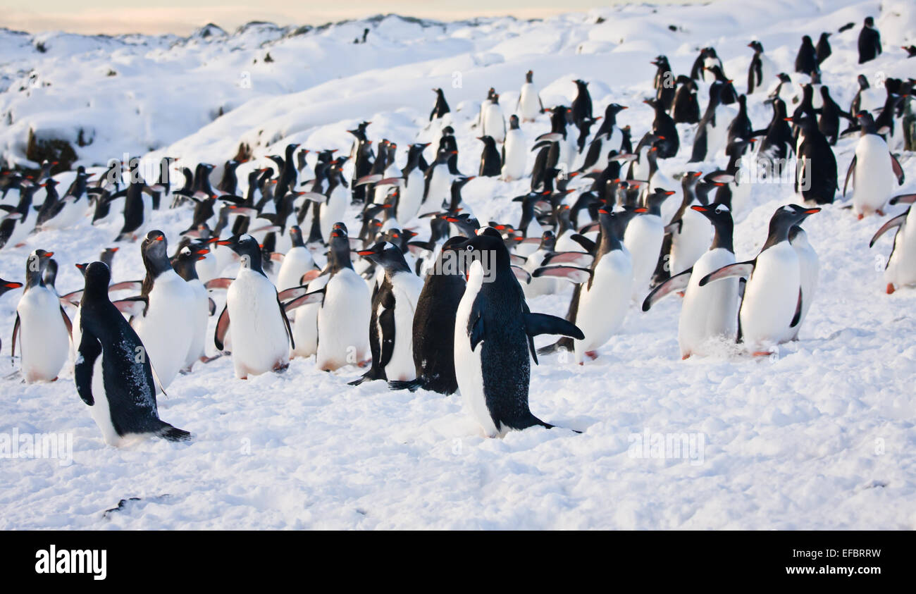 large group of penguins Stock Photo - Alamy