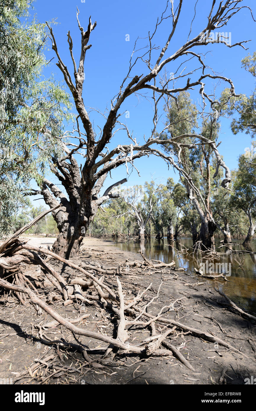 Red river gum tree hi-res stock photography and images - Alamy