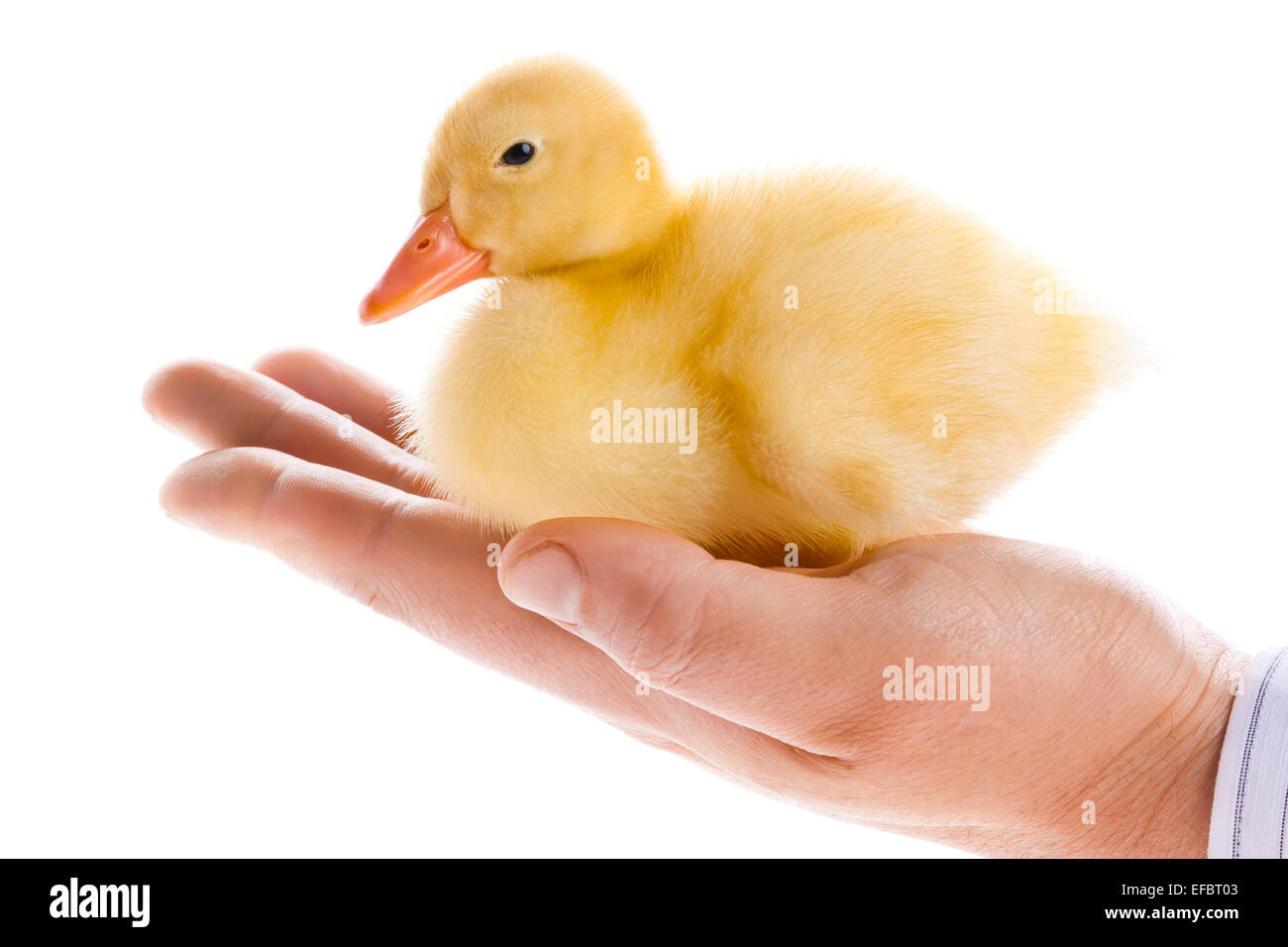 Duckling in human hands Stock Photo - Alamy