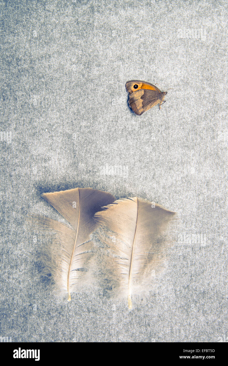 Butterfly and two feathers Stock Photo - Alamy