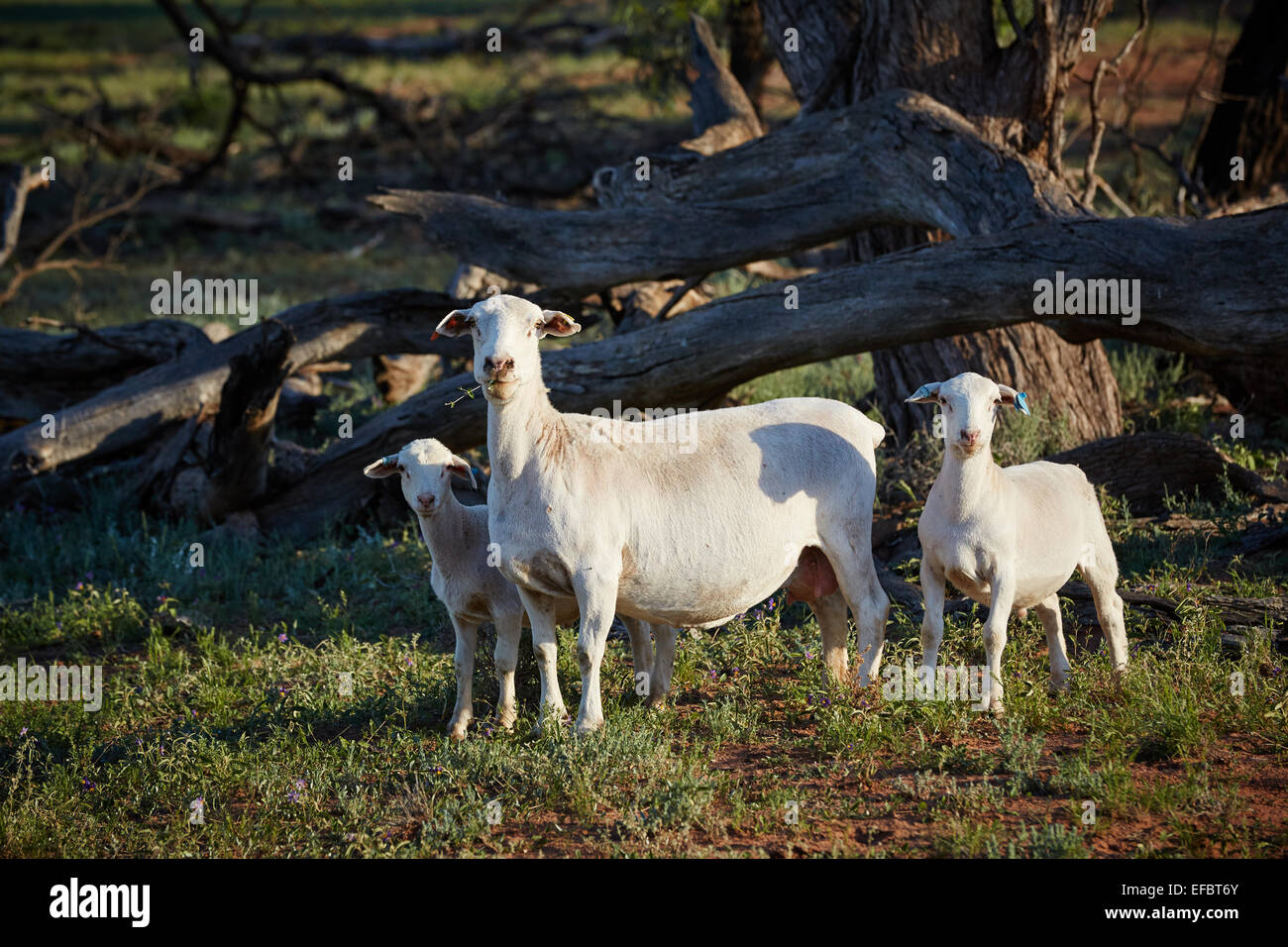 Dorper sheep lambs in hi-res stock photography and images - Alamy