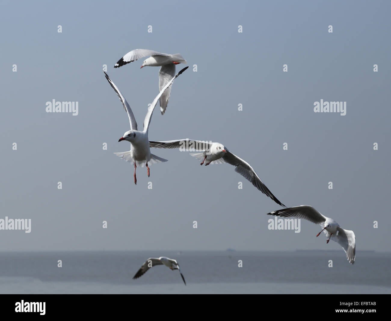 Seagull flying under the sky at Bang Pu beach, Thailand Stock Photo - Alamy