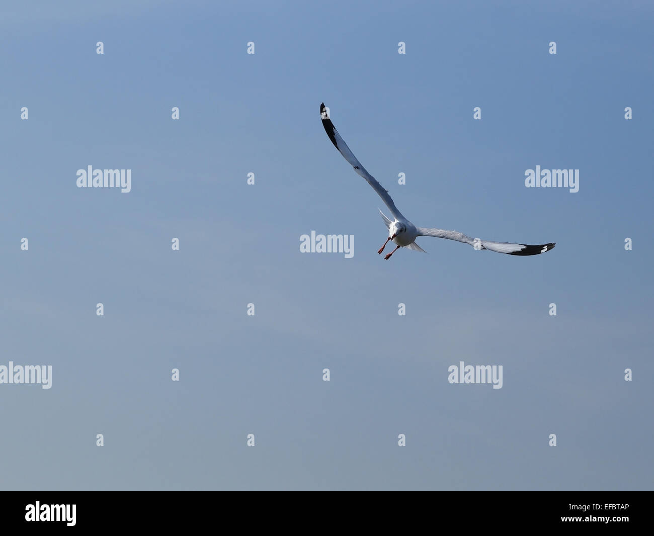 Seagull flying under the sky at Bang Pu beach, Thailand Stock Photo - Alamy