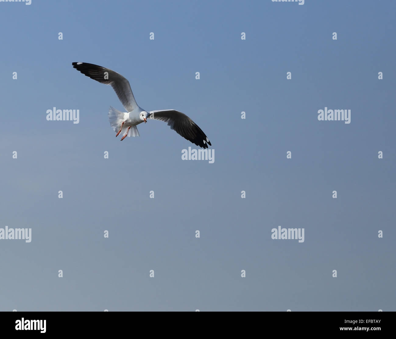 Seagull flying under the sky at Bang Pu beach, Thailand Stock Photo - Alamy