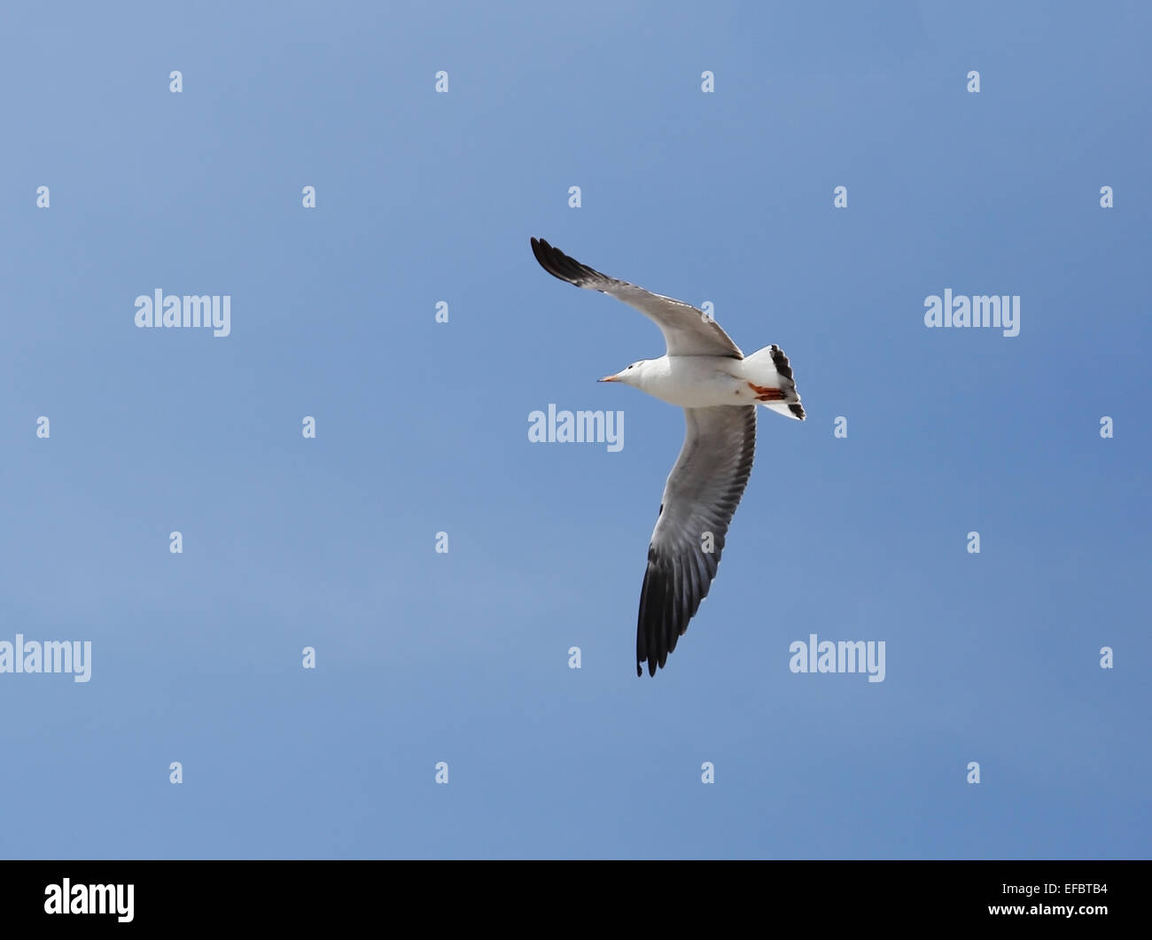 Seagull flying under the sky at Bang Pu beach, Thailand Stock Photo - Alamy